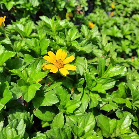 Sphagneticola Trilobata Yellow Creeping Daisy Wedelia 03m Im