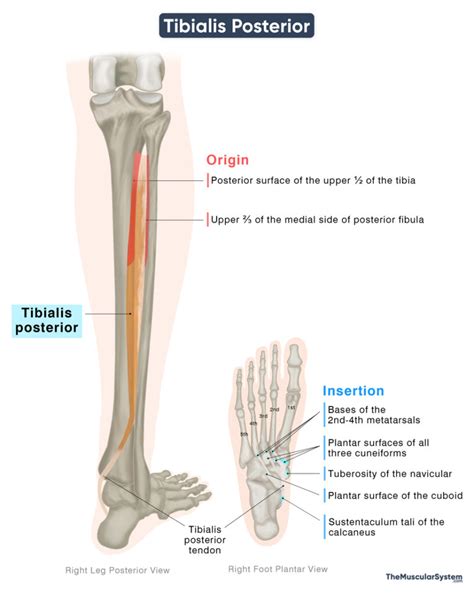 Tibialis Posterior Origin Insertion Action Innervation Diagram