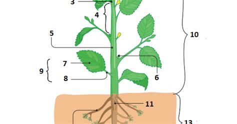 Діагностична робота 2 з тем «Водорості «Характерні риси та будова