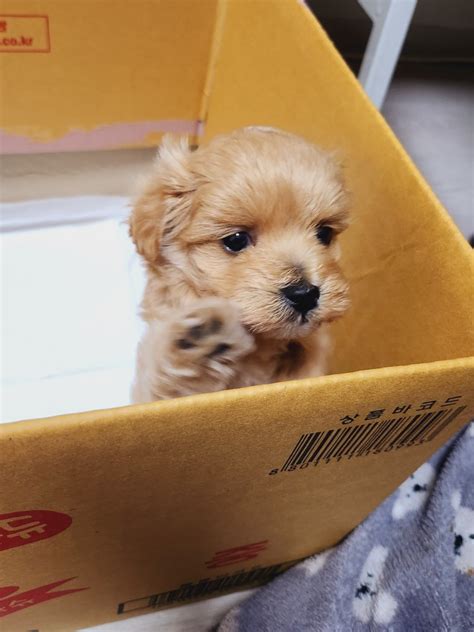 강아지 이름 추천 지식in