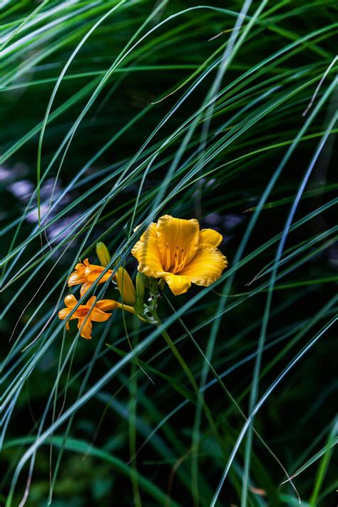 When To Plant Daylilies Green Packs