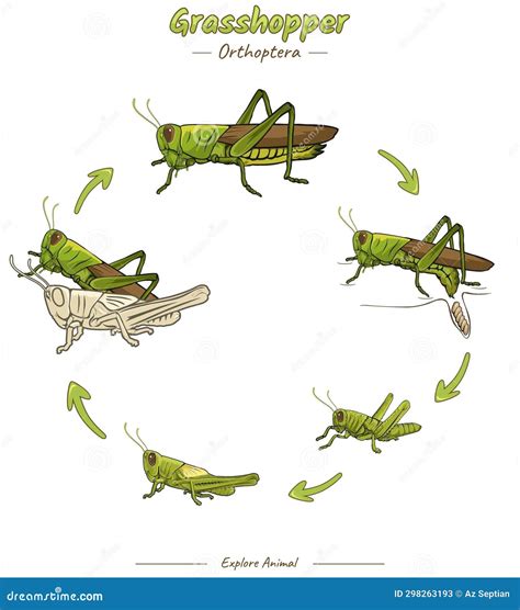 Grasshopper Life Cycle Vector Illustration 289426204