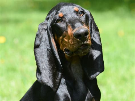 Does The American English Coonhound Attack Humans