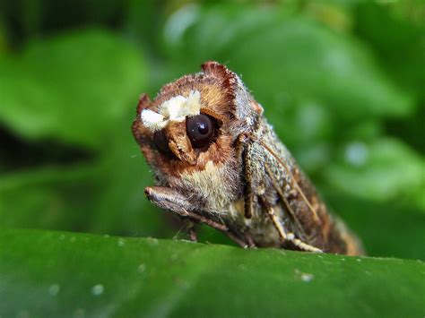Owl Moth Thailand By John Spies Redbubble