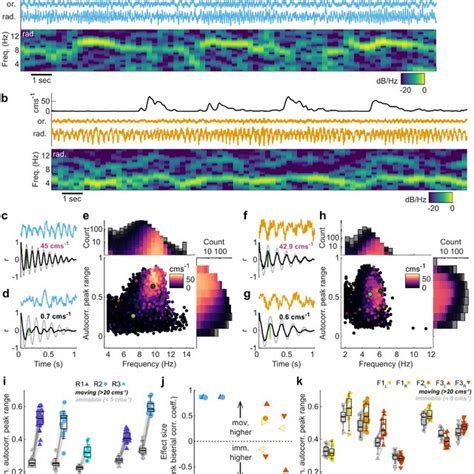 Rat Like Theta Oscillation In The Ferret Hippocampus During Locomotion