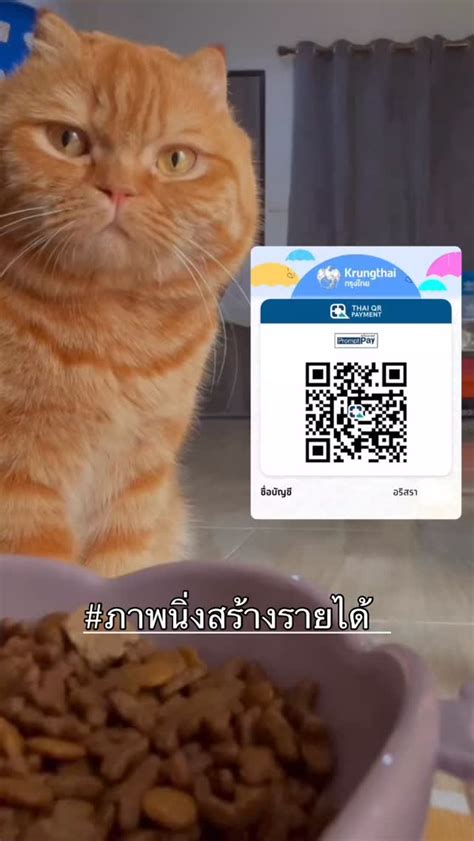 เหม็นกลิ่นแก่ เจ๋งแมวมึน ก๊วยเจ๋ง แมวเป้า น่ารัก Cat หวย ก๊วยเจ๋งลูกแม่ส้ม เจ๋ง