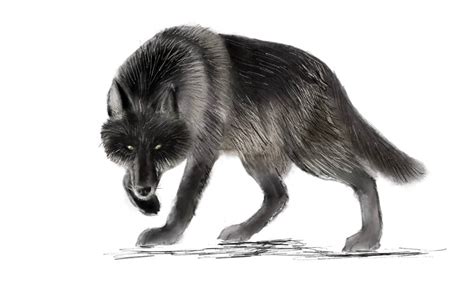 Black Wolf Drawing First Time Trying To Draw A Realistic Ish Wolf