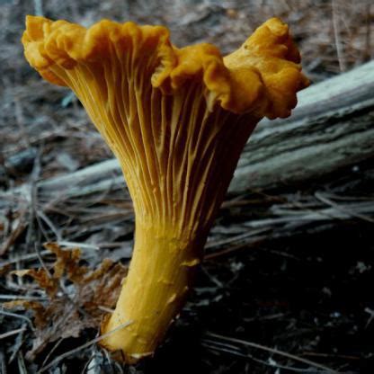 North American Mushrooms Object Detection Dataset X