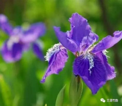 兰花怎么养：兰花花期，不同品种不同开花期 一年开多次 百科ta说