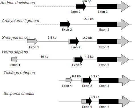 Leptin Gene Structure Of A Davidianus Exons Are Shown In Dark Download Scientific Diagram