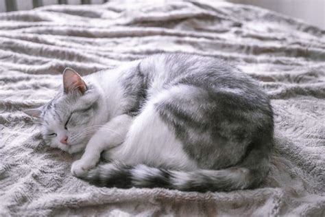 why do cats curl up