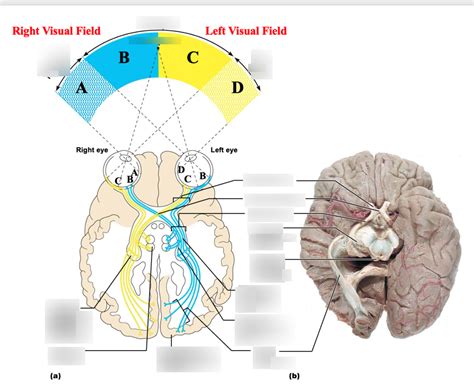 Visual Field Diagram Diagram Quizlet