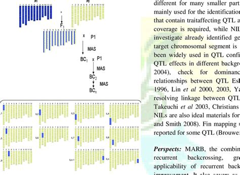 Production Of Introgression Lines Ils The Donor Plant Is Repeatedly