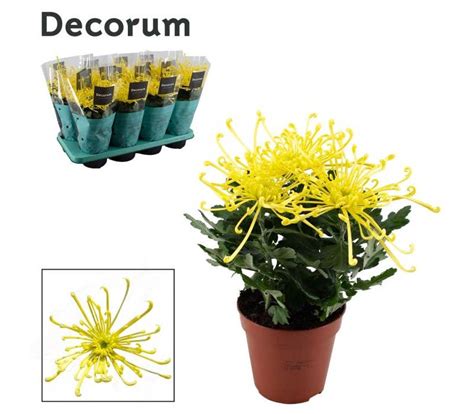 Color Chrysanthemum Firework