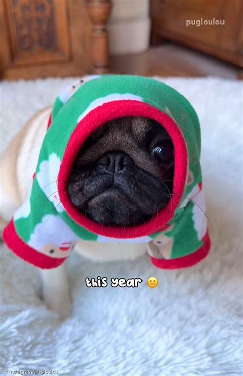 산타 옷으로 알 수 있는 강아지 성장기스웨터에서 모자로 변신 노트펫