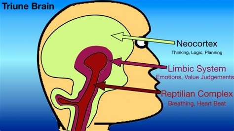 The Triune Brain How Your Mind Works