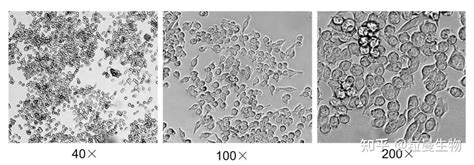 一叶知秋 Bv 2细胞培养要点与基因敲除挑战全解析 知乎