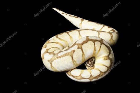 Black Bee Ball Python
