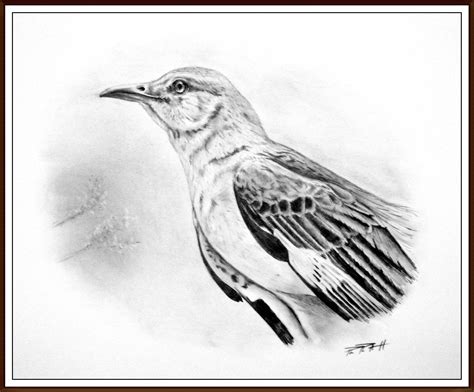 √ Mockingbird Sketch