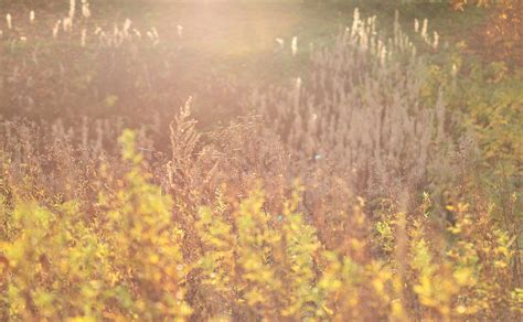 Field Sunlight Grass Free Photo On Pixabay Pixabay Field Sunlight Grass Free Photo On Pixabay Pixabay