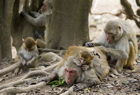 Male Monkeys Have More Same Sex Romps Than Hookups With Females Study