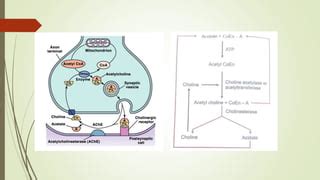 Neuromuscular Junction Anatomy And Physiology Pptx