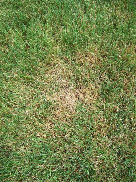 12 Most Common Lawn Diseases And How To Prevent Them