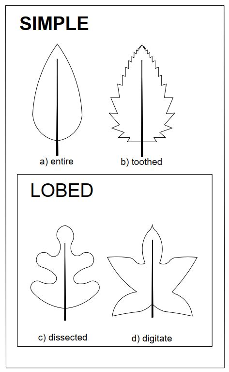 The Models Of Simple Leaf S Types Download Scientific Diagram