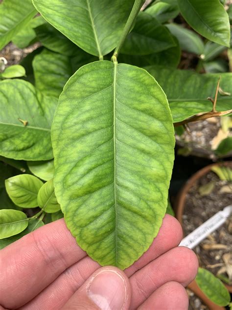 Iron Deficiency On Eureka Lemon Tree Rcitrus