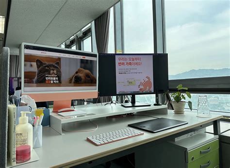 펫나우 웹서비스 및 홈페이지 개발자 신입 채용 공고 원티드