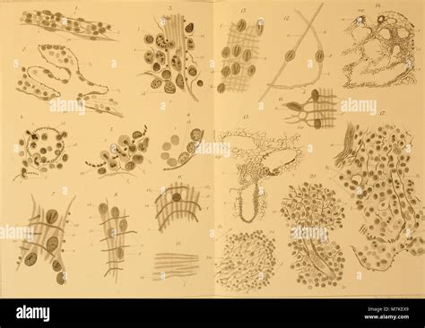 Science Microscopy Biology History Historical Archive Archival Hi Res