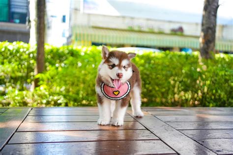 말라뮤트분양 사랑스러운 애기 강아지 요요 골든리트리버분양 라브라도리트리버분양 보더콜리분양 도베르만분양 사모예드분양 올드잉글리쉬쉽독분양 시베리안허스키분양 말라뮤트분양