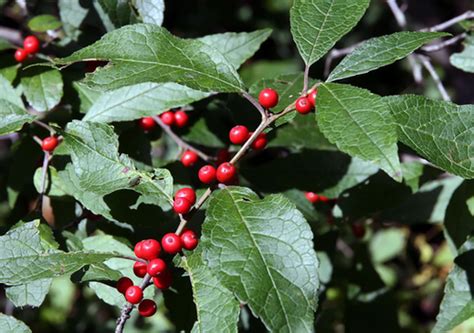 Winterberry Holly Ilex Verticillata ‘winter Red Us Native Plants