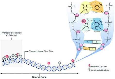 Schematic Diagram Showing Cpg Methylation In The Normal Cell Download Scientific Diagram