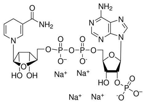 Nadph Structure