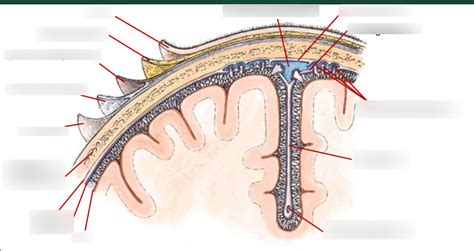 Scalp Diagram Quizlet
