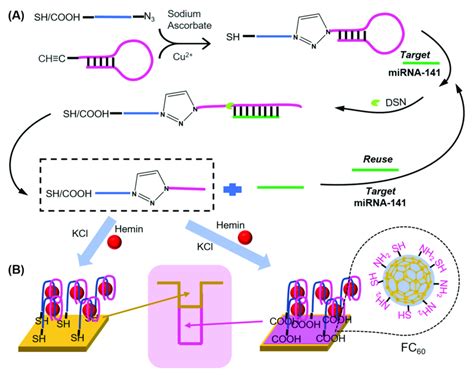 Schematic Diagram Of A Eatr Enzyme Assisted Target Recycling And