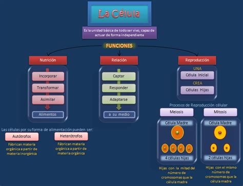 Esquema De Las Funciones De La Celula Esquemas Y Mapas Conceptuales
