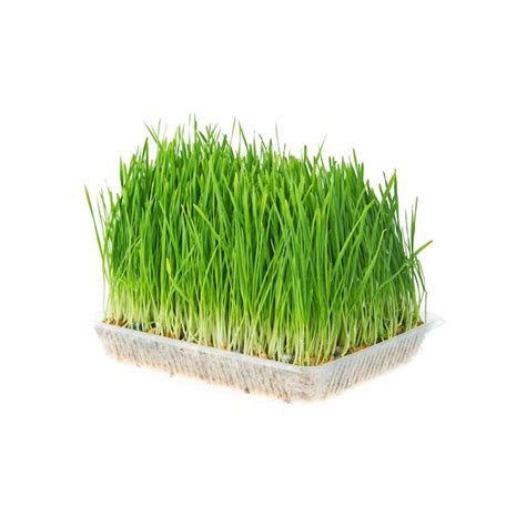 Premium Photo Wheat Grass