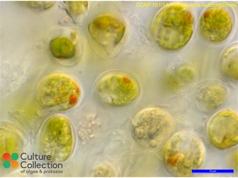 Tetraselmis Subcordiformis