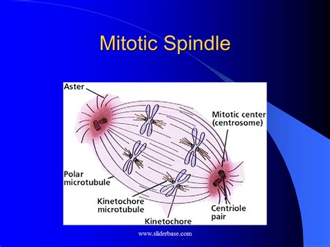 What Is A Mitotic Spindle Made Up Of At Evelyn Henshaw Blog