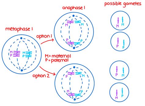 Independent Assortment Diagram 113 Law Of Independent Assortment