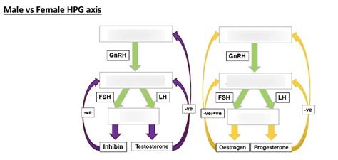 Male Vs Female Hpg Axis Diagram Quizlet