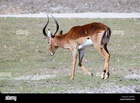 Male Impala Top View