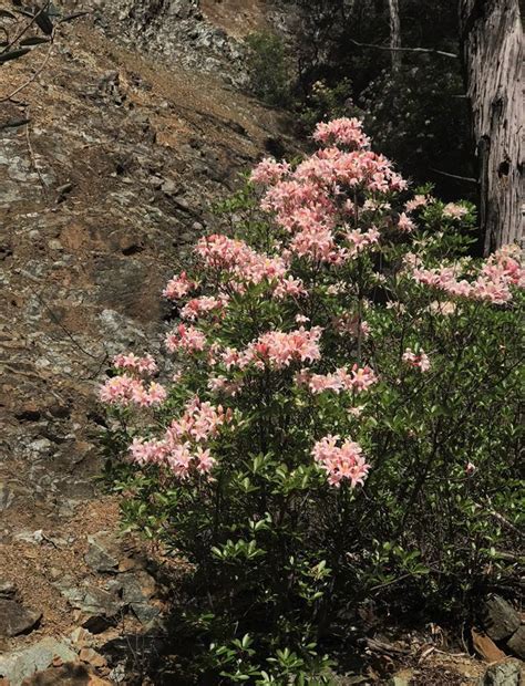 Plantfiles Pictures Rhododendron Species Western Azalea
