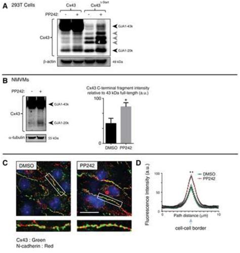 Autoregulation Of Connexin43 Gap Junction Formation By Internally