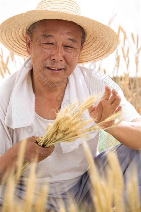 老农民在麦田里 包图企业站