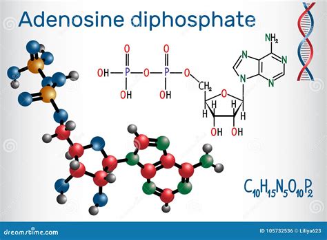 Adenosine Diphosphate Adp Molecule Plays Essential Role In Energy Use
