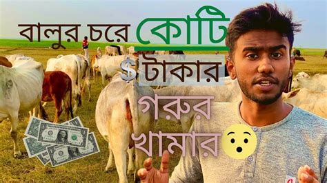 বাতান পদ্ধতিতে গরু পালন করে লাখপতি খামারি Cow Farm In Bangladesh Youtube
