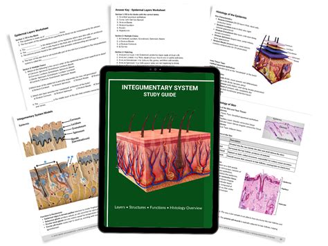 Integumentary System Study Guide Anatomy Brad